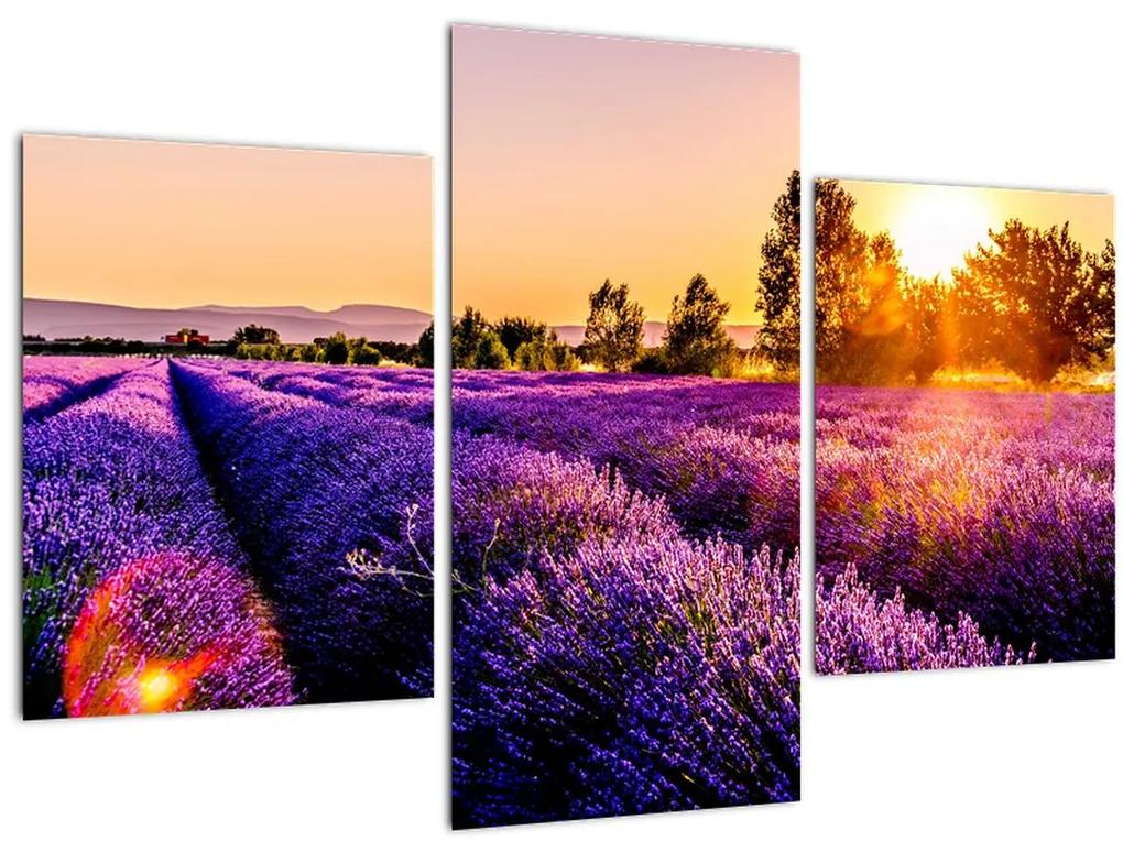 Obraz levandulového pole, Provence (90x60 cm), 40 dalších rozměrů
