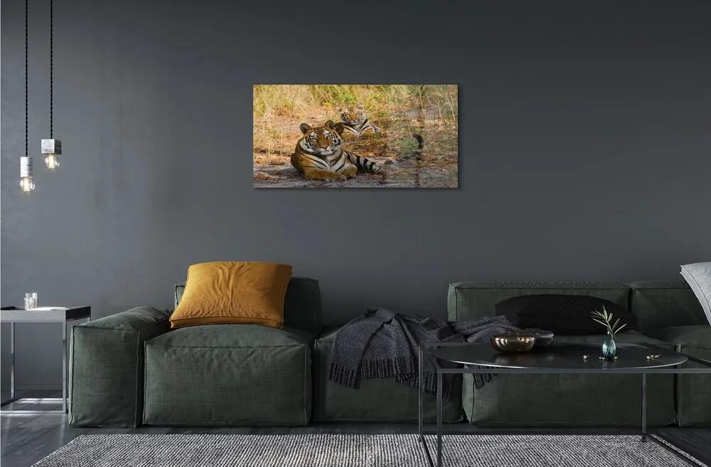 Obraz na skle Tigers 125x50 cm