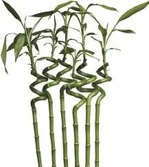 2G Lipov Polštář Bamboo - 50x70 cm