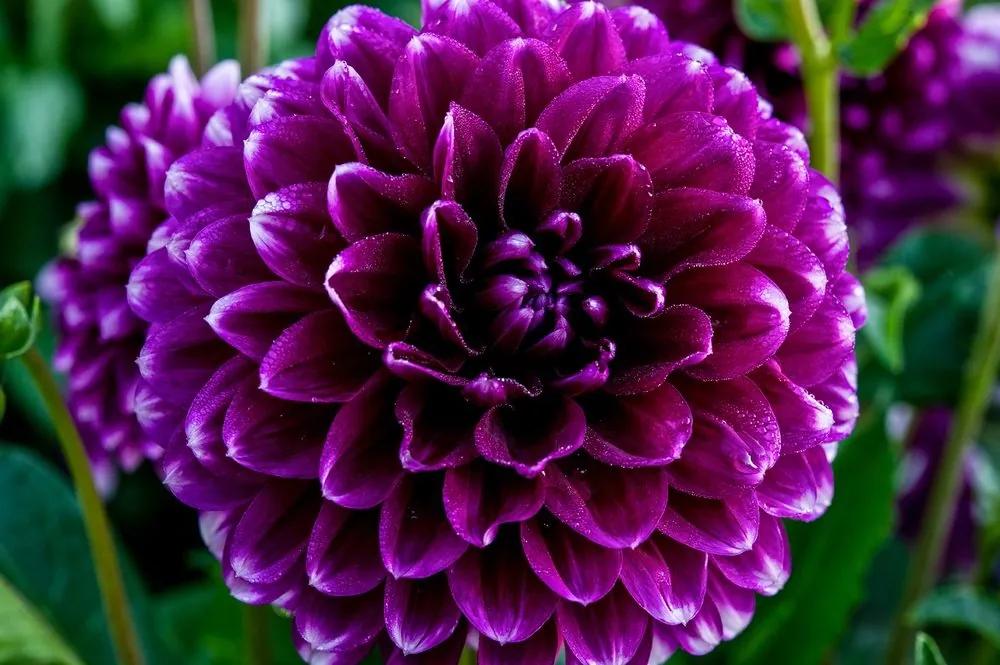 Samolepící fototapeta nádherný fialový květ - 150x100 cm