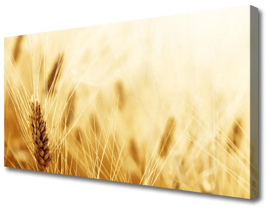 Obraz na plátně Pšenice Rostlina Příroda 140x70cm