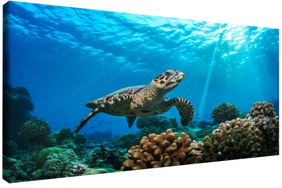 Obraz na stěnu - mořská želva (90x60 cm) - InSmile ®