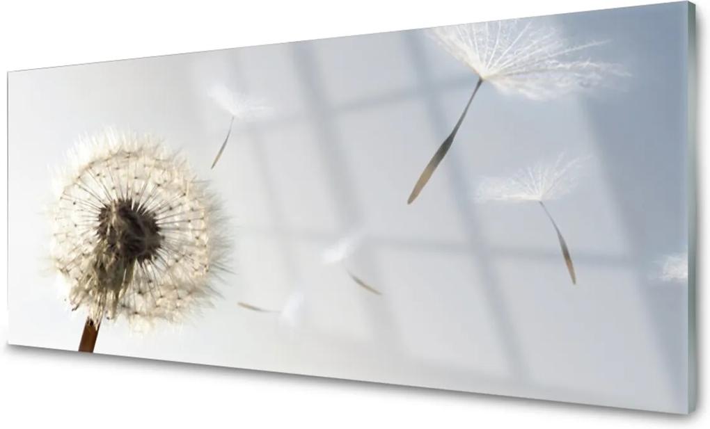 Plexisklo obraz Pampeliška Květiny Příroda