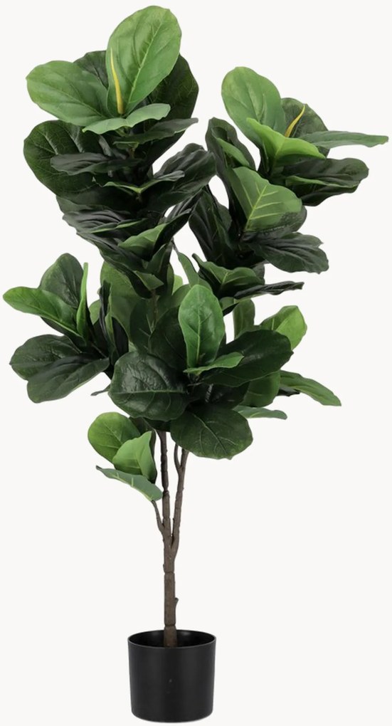 Rostlinná dekorace Ficus