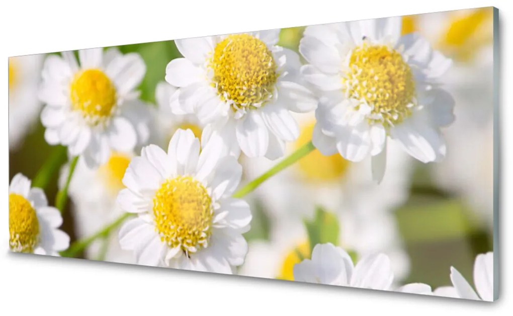 Skleněný obraz Květiny Sedmikráska Příroda