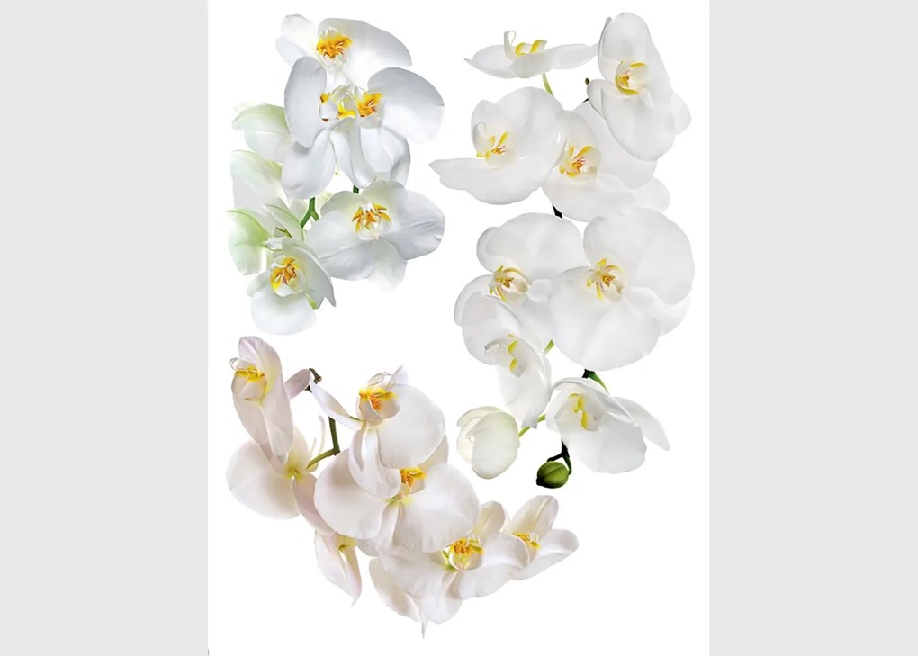 Samolepka na zeď Květy Orchideje | 65 x 85 cm | DF1068