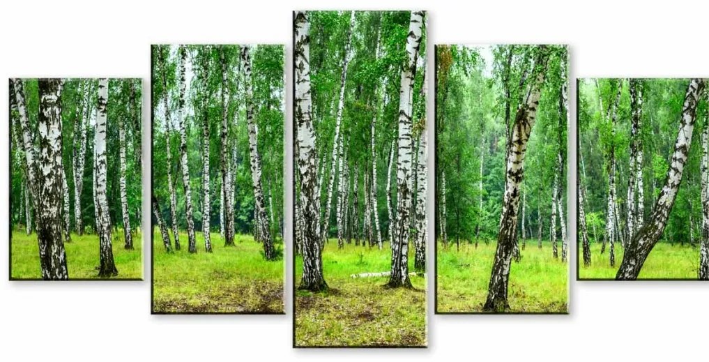 Malvis ® Pětidílný obraz březový háj Velikost: 150x75 cm