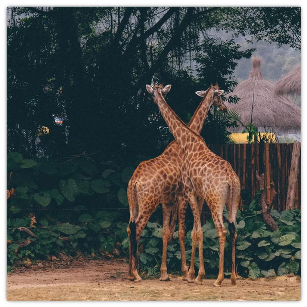 Obraz dvou žiraf (30x30 cm)
