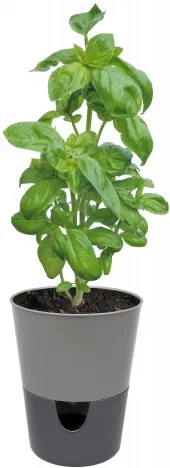 Samozavlažovací květináč Rosmarin šedá/antracit 11 cm