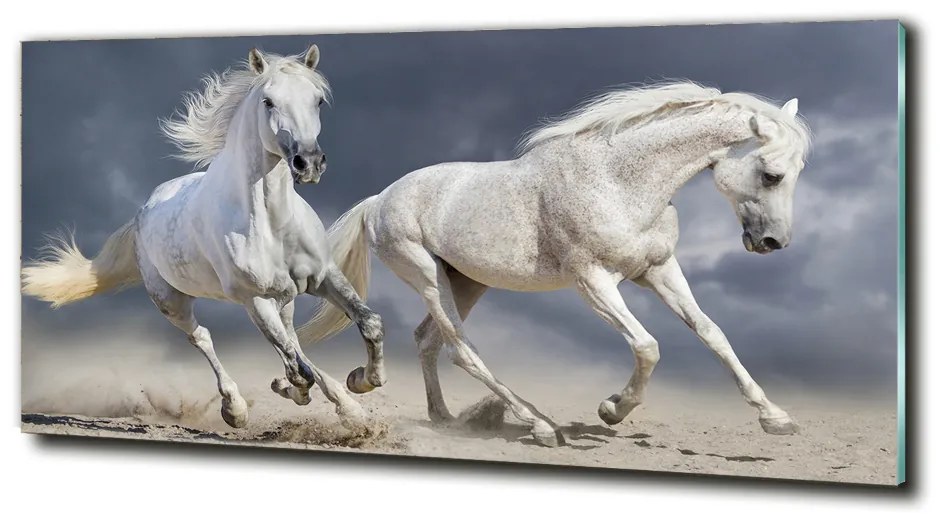 Wallmuralia Fotoobraz skleněný na stěnu do obýváku Bílí koně pláž 125x50 cm