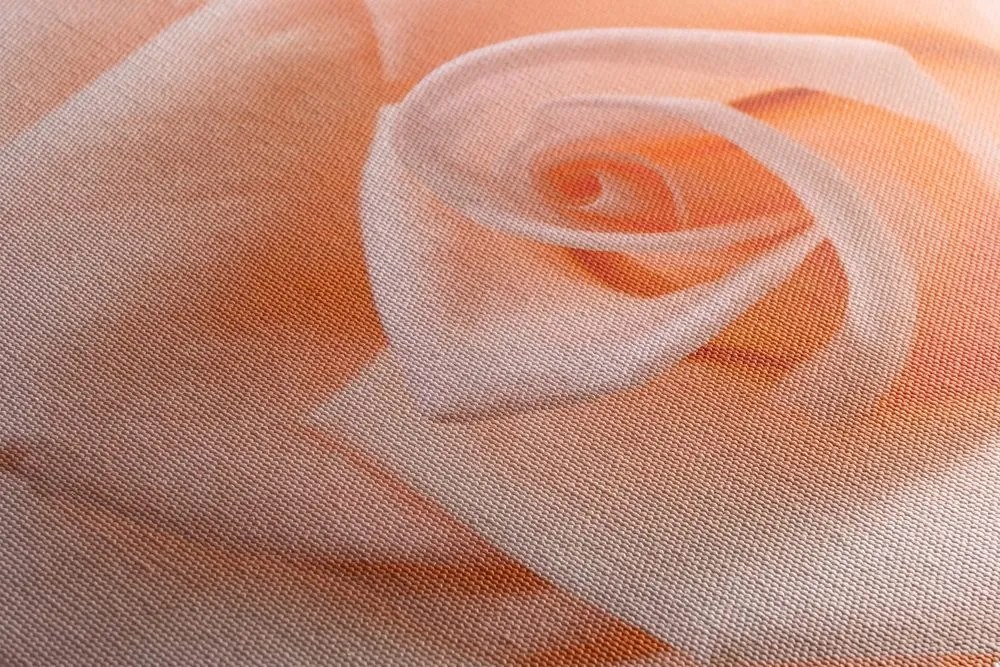 Obraz růže v broskvového odstínu Varianta: 90x60