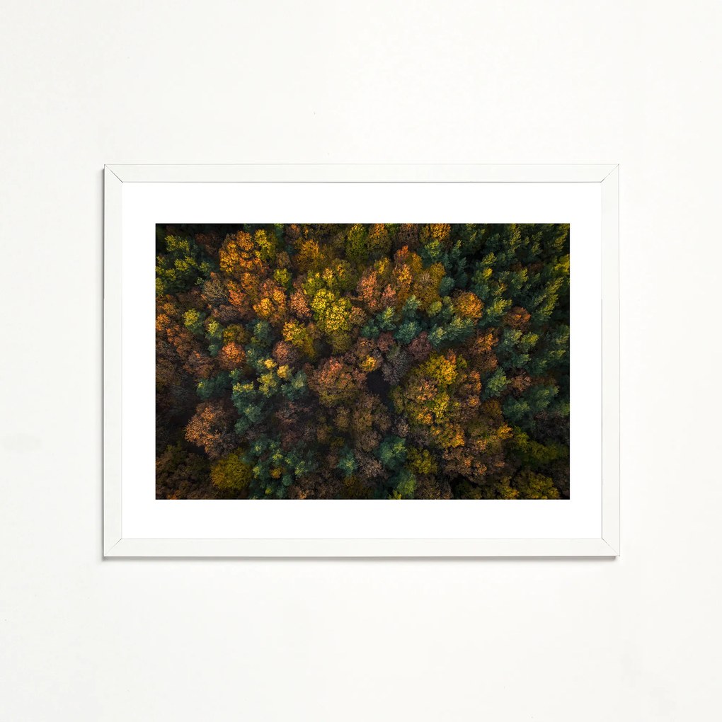 Vojta Herout | Nothing But A Forest Rám: Černý, Velikost: 70 x 100 cm