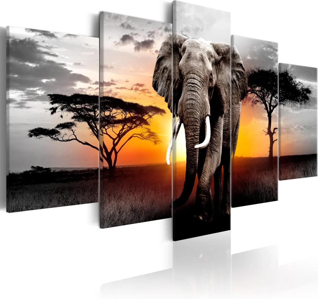 Pětidílný obraz slon + háčky a hřebíčky ZDARMA Velikost (šířka x výška): 180x90 cm