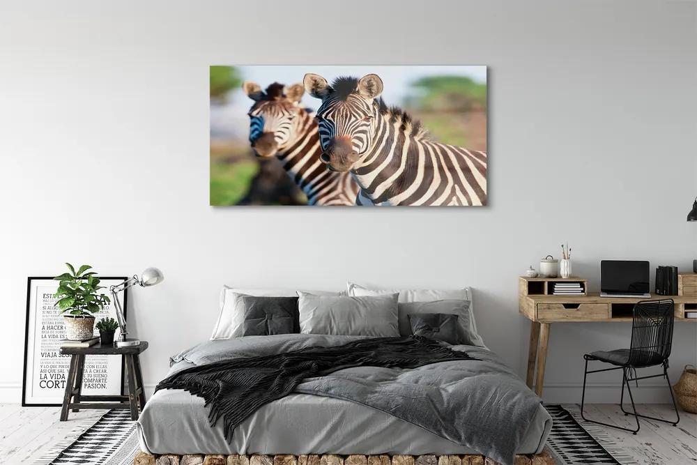 akrylový obraz zebra 140x70 cm