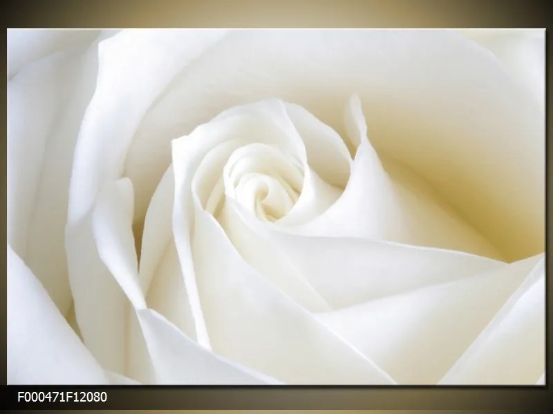 Obraz na plátně Bílá růže, Obdélník 120x80cm 2198 Kč