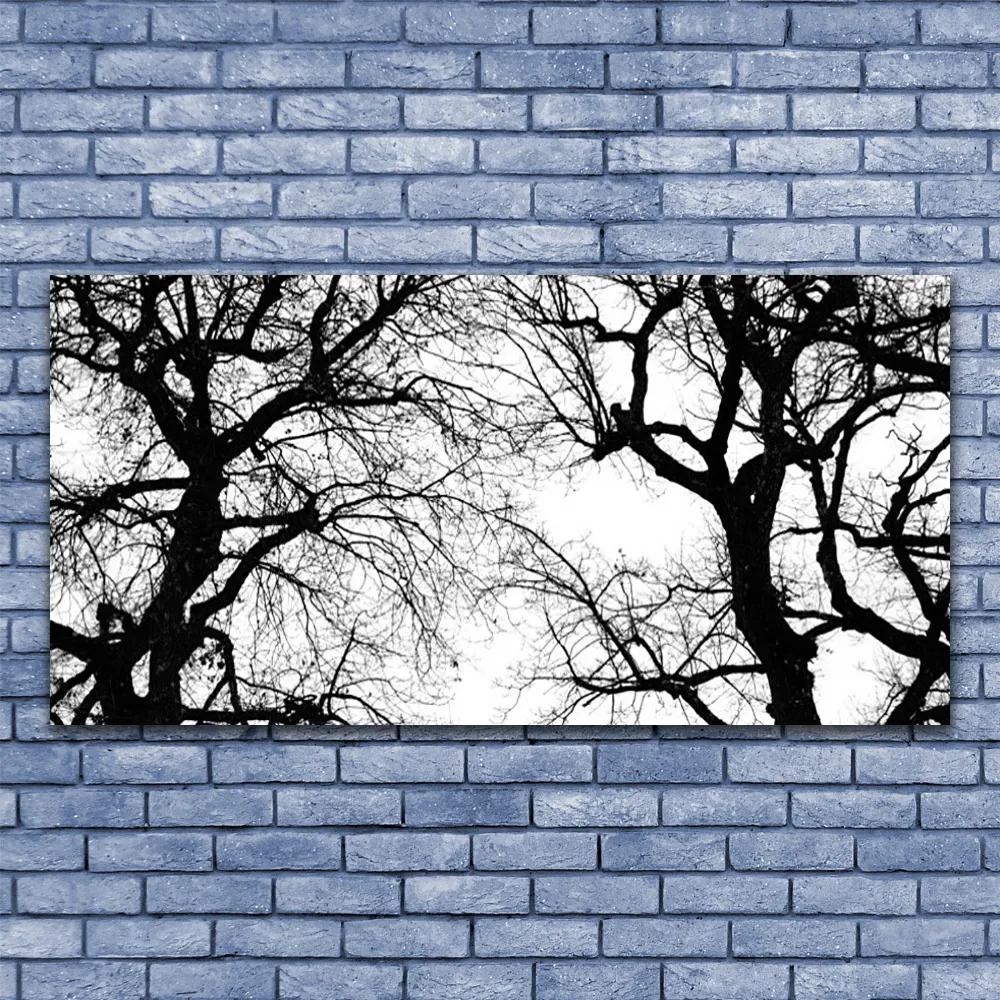 Plexisklo-obraz Stromy Příroda Černobílý 120x60 cm