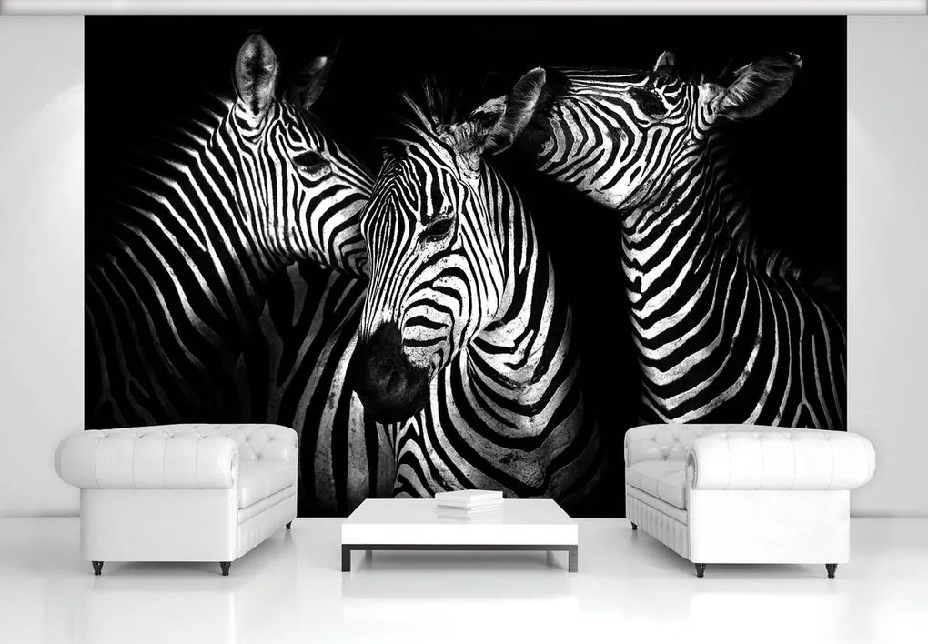 Fototapeta - Zebra (152,5x104 cm)