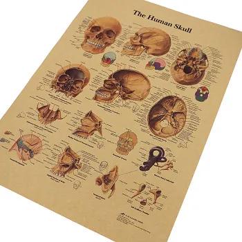 Plakát Lidská anatomie, Lebka č.275, 41.5 x 30.5 cm