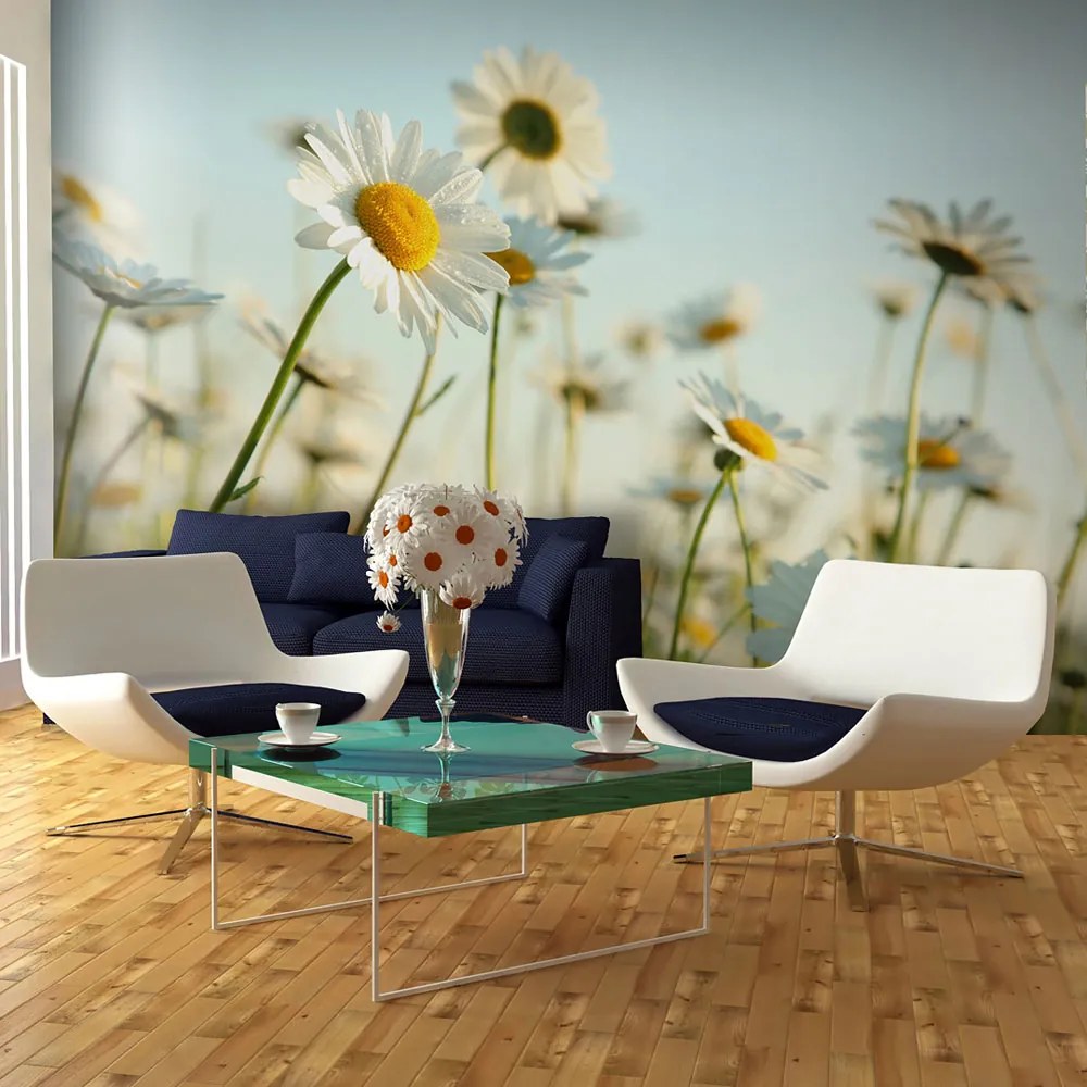 Fototapeta Bimago - Daisies - jarní louka + lepidlo zdarma 450x270  cm