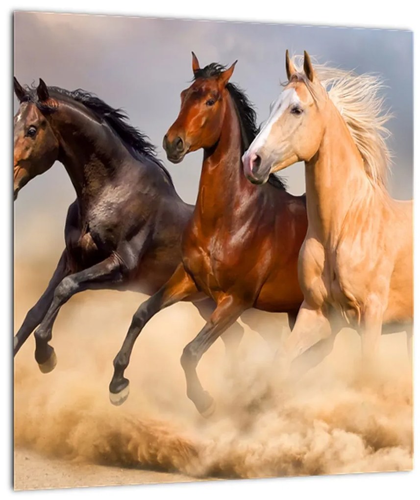 Obraz - Divocí koně (30x30 cm), 40 dalších rozměrů