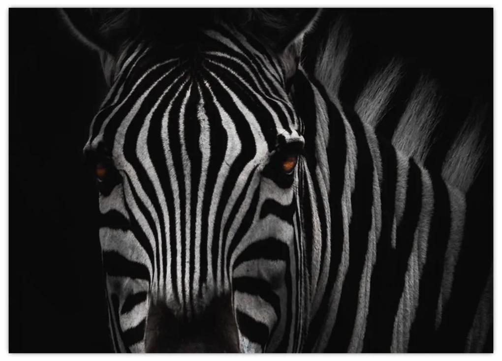 Skleněný obraz zebry (70x50 cm)