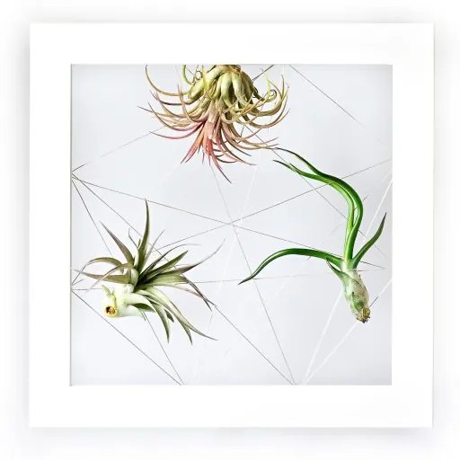 Gardners Obraz z živých rostlin Jogín 3 tillandsie, 22x22cm, bílá