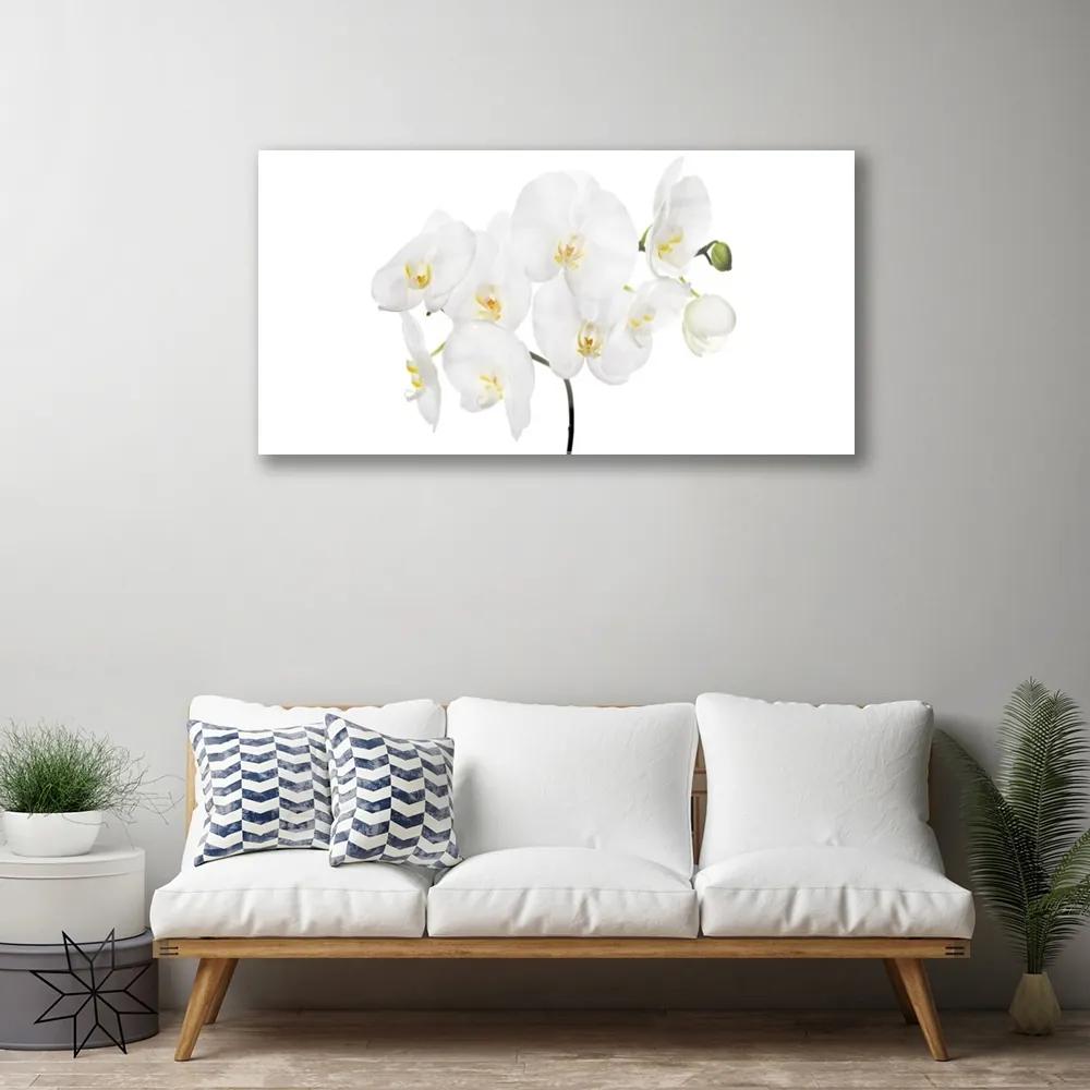 Obraz na skle Bílá Orchidej Květiny 100x50 cm