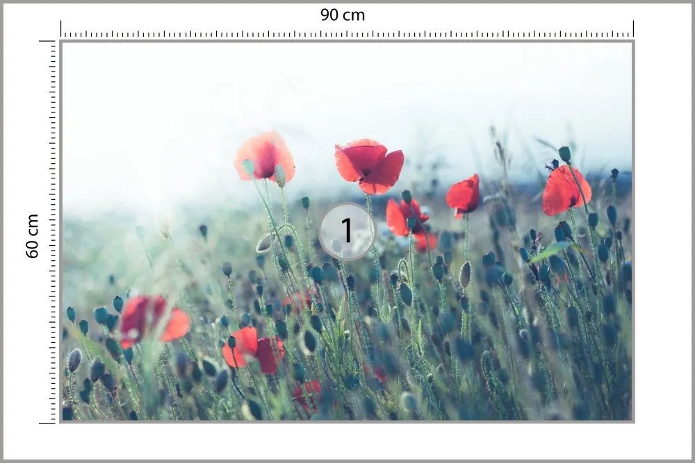 Fototapeta Poppy Field Strukturální vinyl 405x270