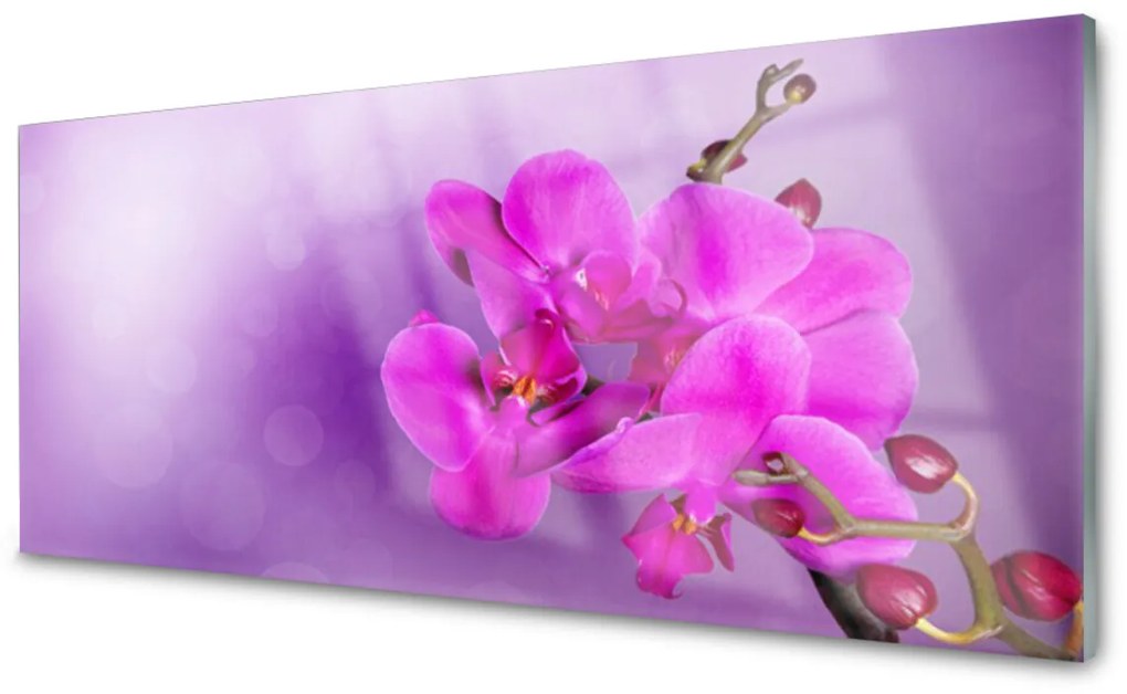 Plexisklo obraz Květiny Plátky Orchidej