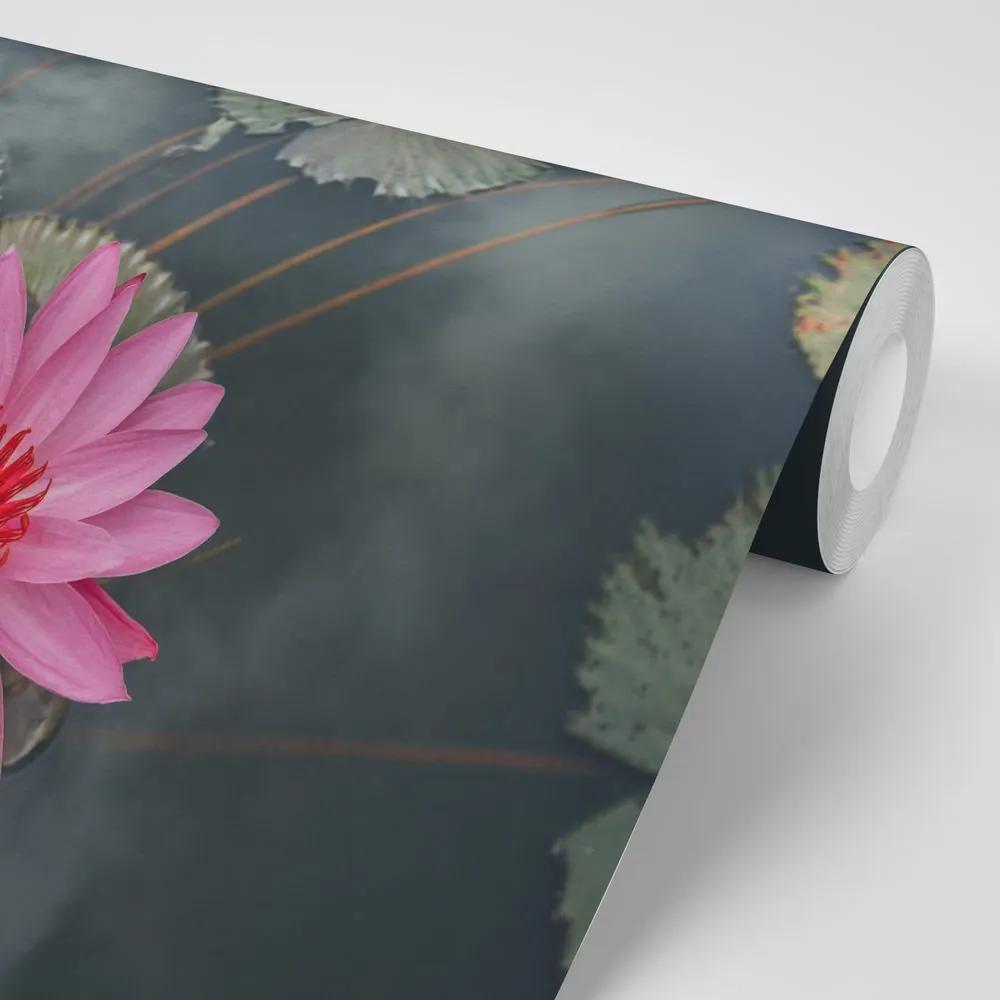 Samolepící fototapeta okouzlující lotosový květ