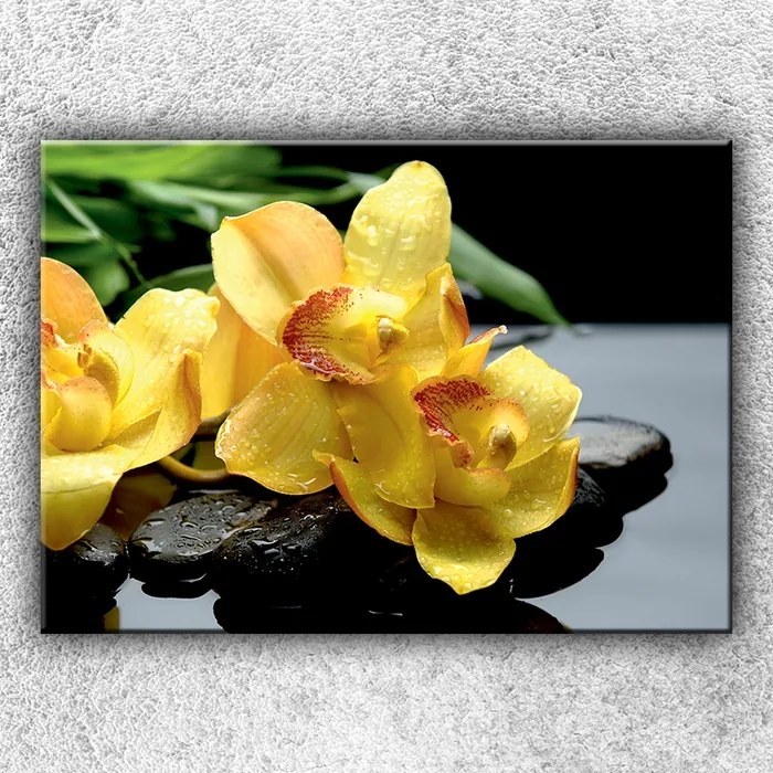 Xdecor Žlutá orchidea na kamenech 2 (70 x 50 cm) - Jednodílný obraz