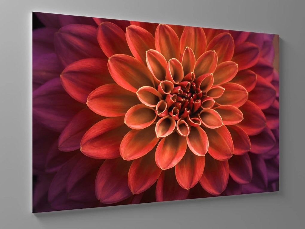 Liox Obraz květ jiřinky Rozměr: 150 x 100 cm