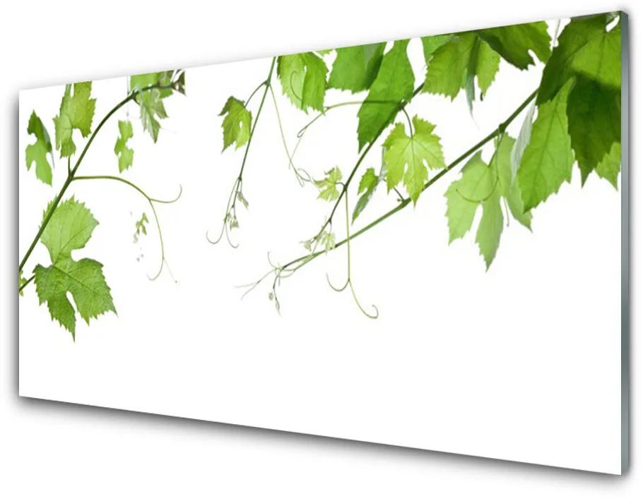 Plexisklo-obraz Větve Listy Příroda Květiny 120x60 cm