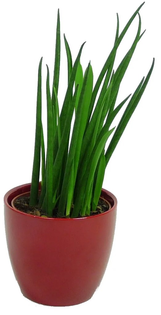 Sansevieria bacularis, průměr 10 cm