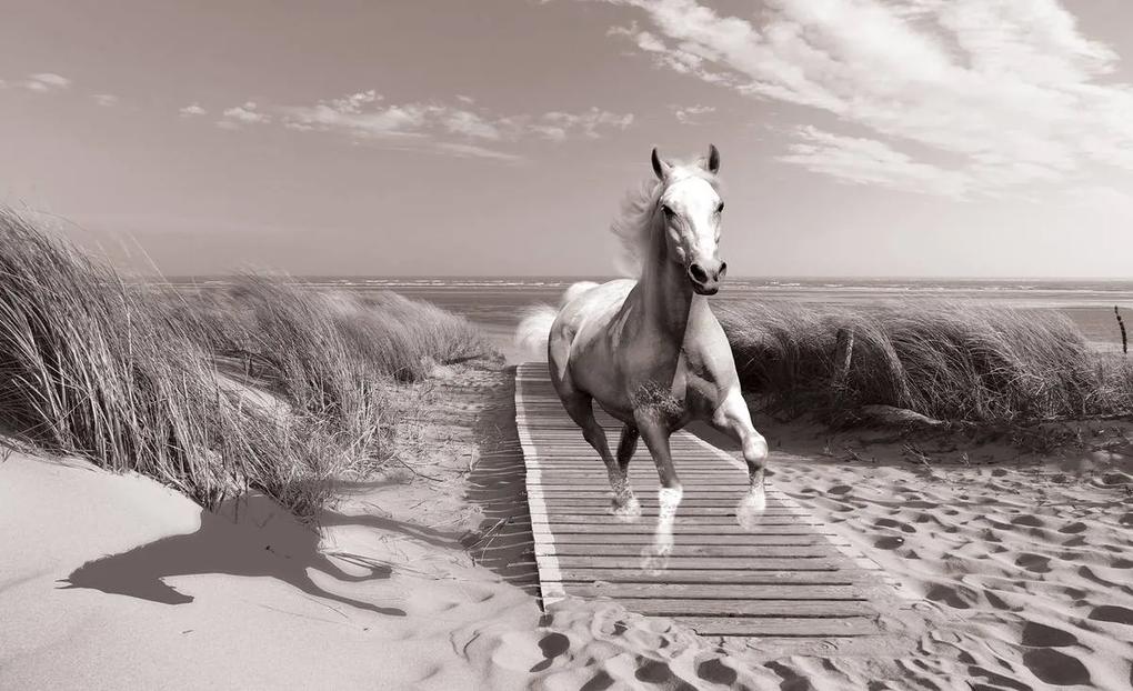 Fototapeta - Kůň na pláži (254x184 cm)
