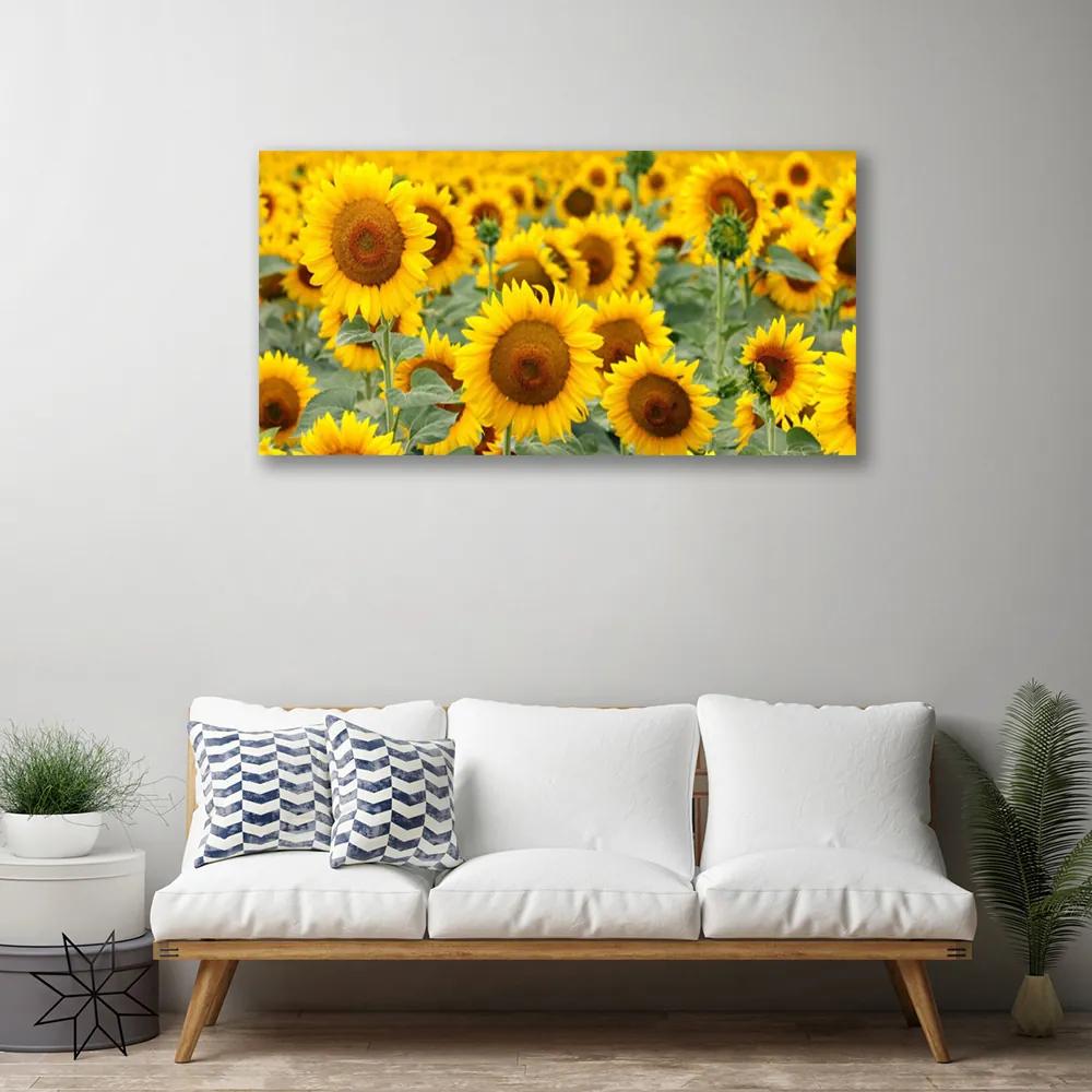 Obraz na plátně Slunečnice Rostlina Příroda 140x70 cm