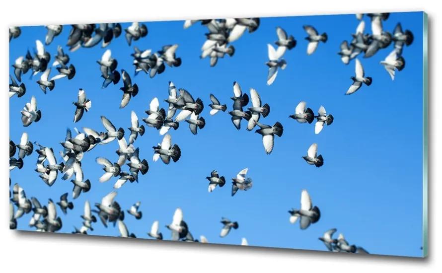 Wallmuralia Foto-obraz fotografie na skle Stádo holubů 100x50