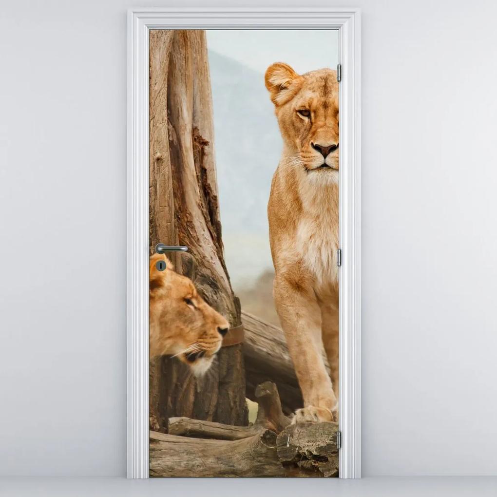 Fototapeta na dveře - Dvě lvice (95x205cm)