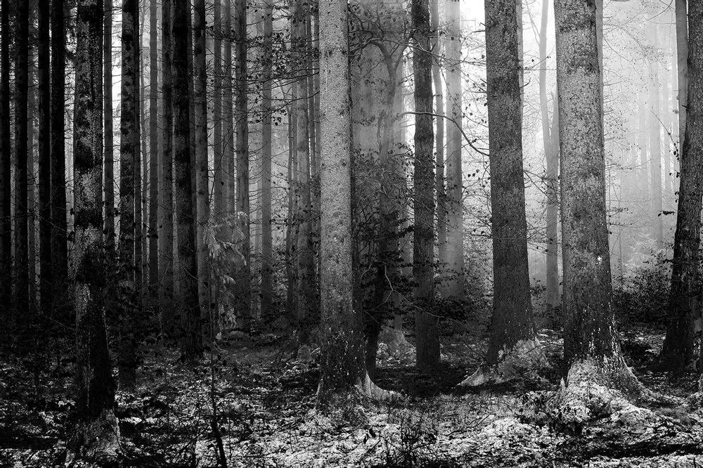 Tapeta tajemný les - 300x200 cm