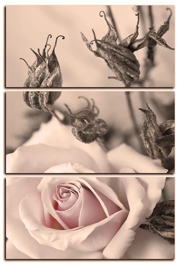 Obraz na plátně - Růže a uschlé rostliny - obdélník 7225FB (105x70 cm)