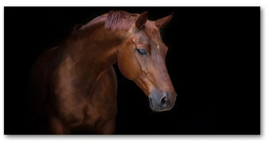 Wallmuralia Foto obraz akrylový na stěnu Hnědý kůň 140x70 cm