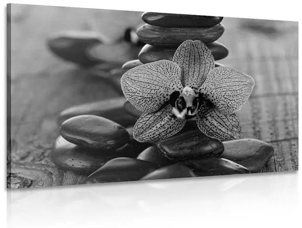 Obraz orchidej a Zen kameny v černobílém provedení Varianta: 120x80