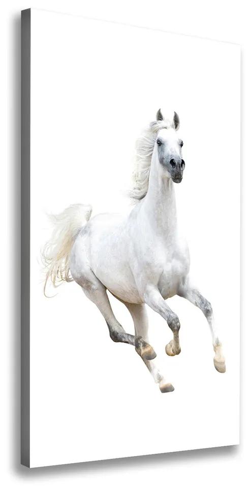 Wallmuralia Foto obraz na plátně Bílý kůň cval 70x140 cm