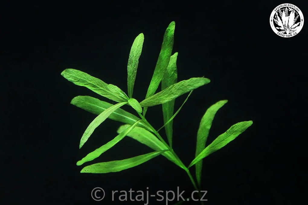 Hygrophila polysperma