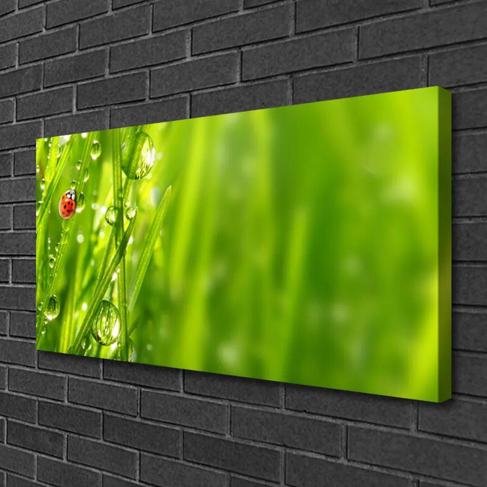 Obraz na plátně Tráva Beruška Příroda 100x50 cm
