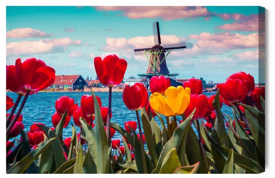 Obraz Tulipány Na Pozadí Holandského Větrného Mlýna Nedostatek Nedostatek Plátno Canvas 70x50