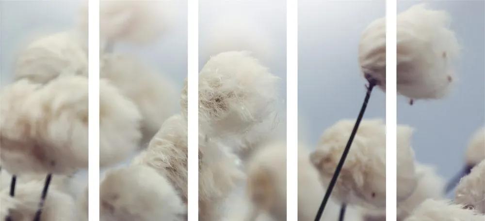 5-dílný obraz arktické květiny bavlny