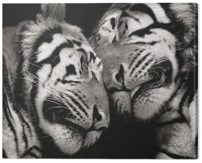 Obraz na plátně Marina Cano - Sleeping Tigers, (50 x 40 cm)