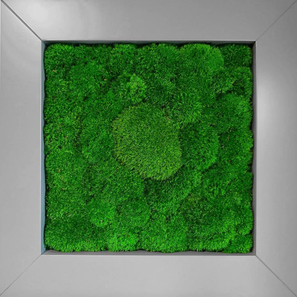 Mechdekor Obraz 56x56cm Kopečkový mech v širokém dřevěném rámu šedé barvy