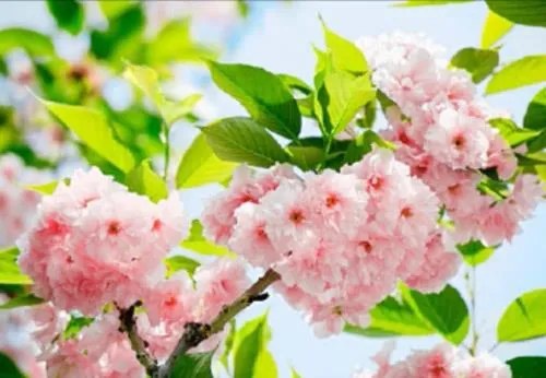 Fototapeta Sakura Blossom, rozměr 366 cm x 254 cm, fototapety W+G 133